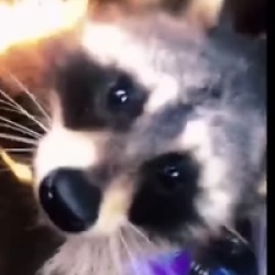 Resite.link - sadathefrog