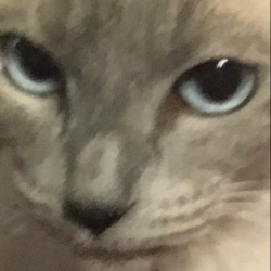 Resite.link - saddfoxx