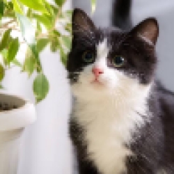 Resite.link - Artistic-Kat