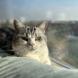 Resite.link - Amberlight