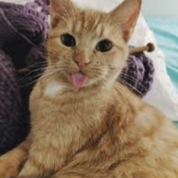 Resite.link - Catnip