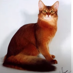 Resite.link - Acornblaze