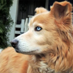 Resite.link - Kestrelpaw