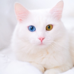 Resite.link - Vanessa-Nightink