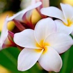 Resite.link - Cinnamonsong