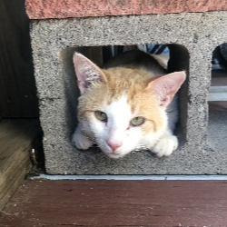 Resite.link - Ravenpaw