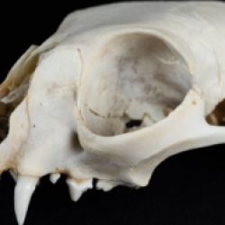 Resite.link - KarhoSkull-boy